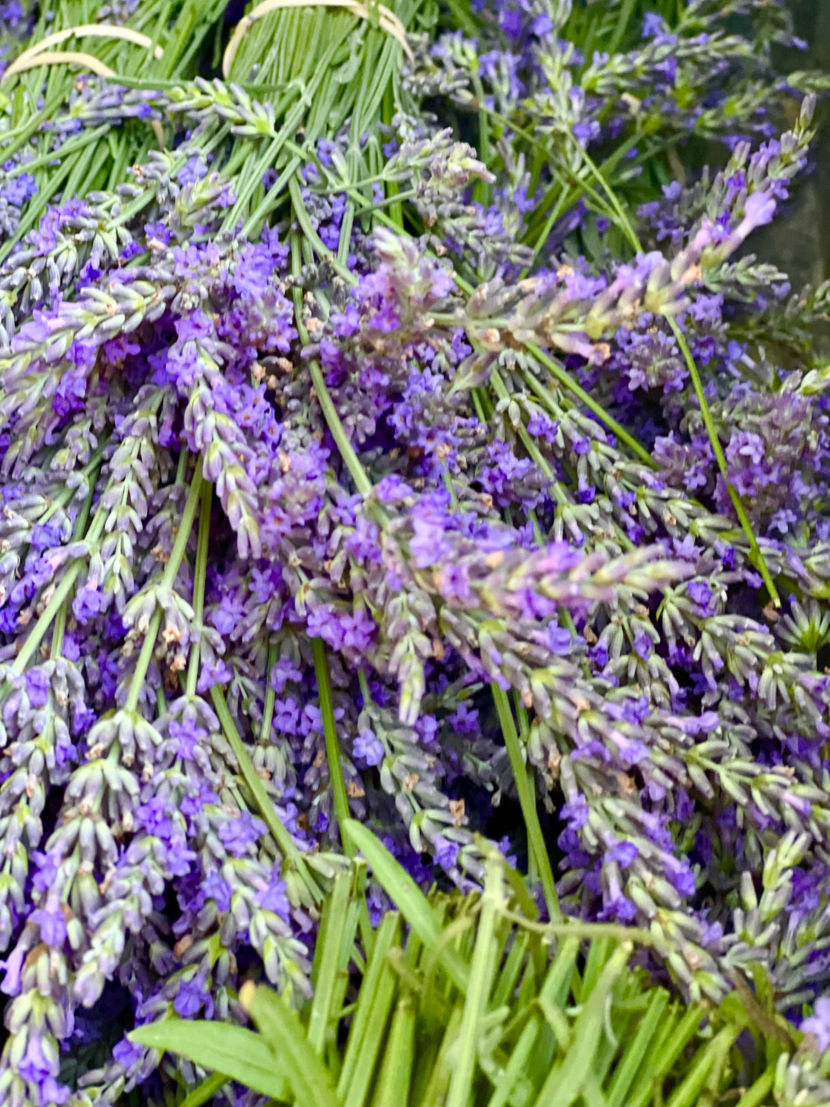 Collections - Red Oak Lavender