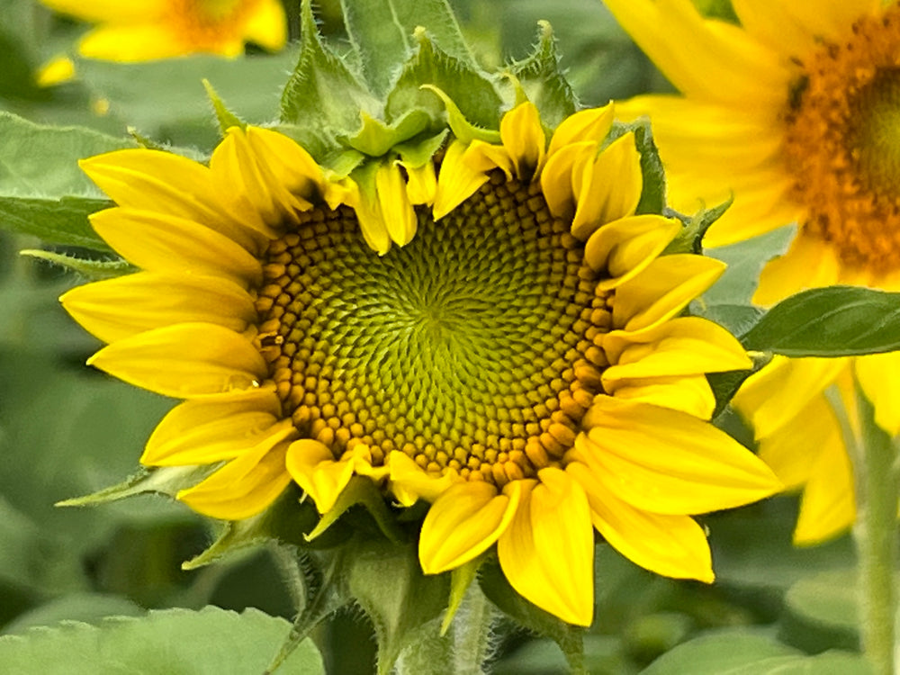 Red Oak Lavender Farm & Shop