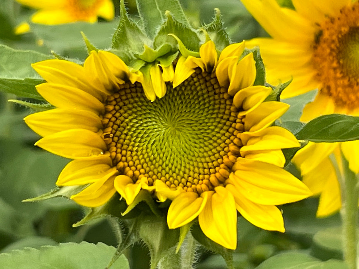 Red Oak Lavender Farm & Shop