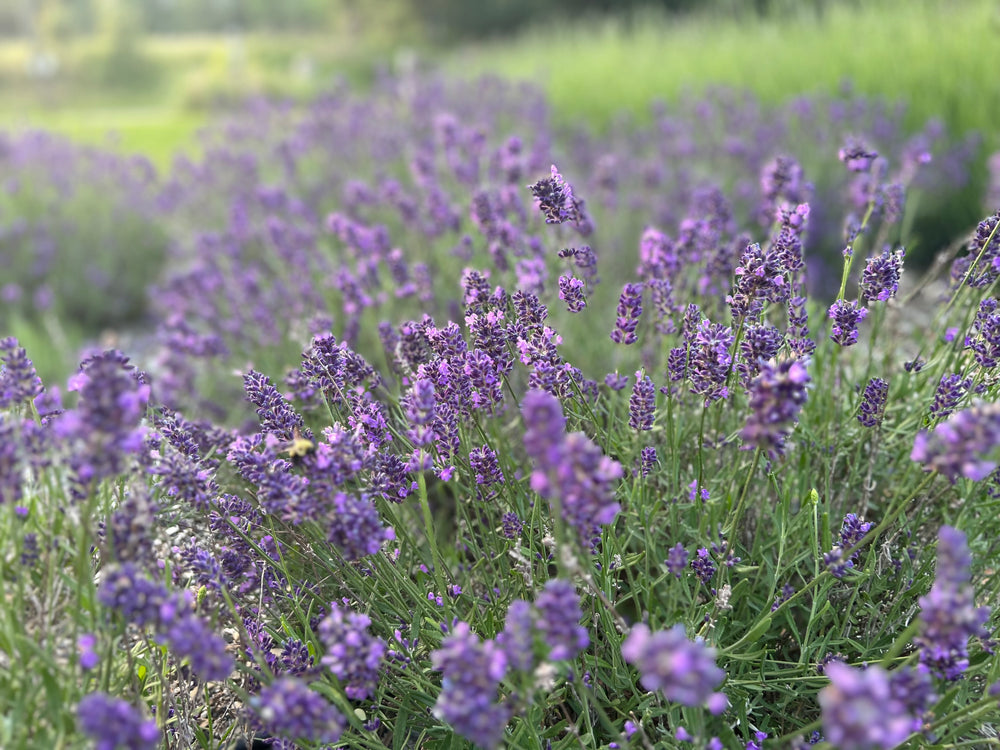 Red Oak Lavender Farm & Shop