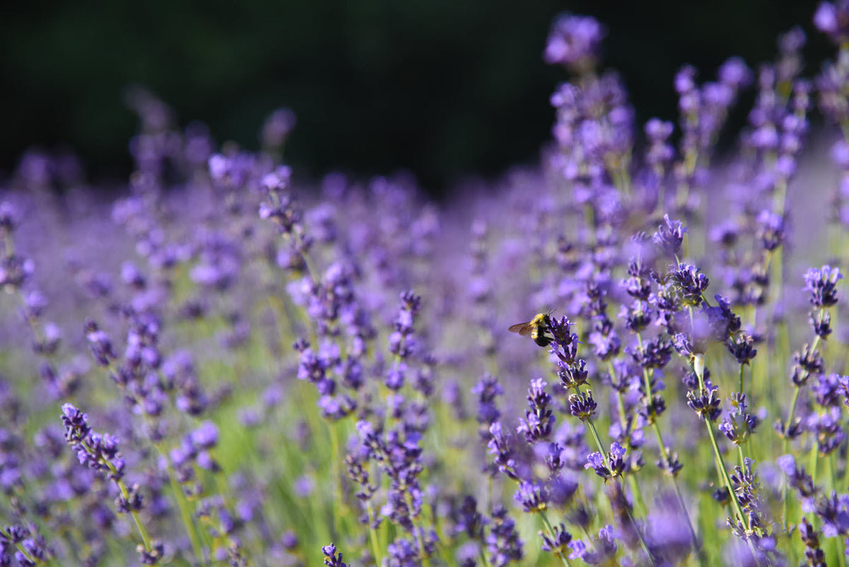 Red Oak Lavender Farm