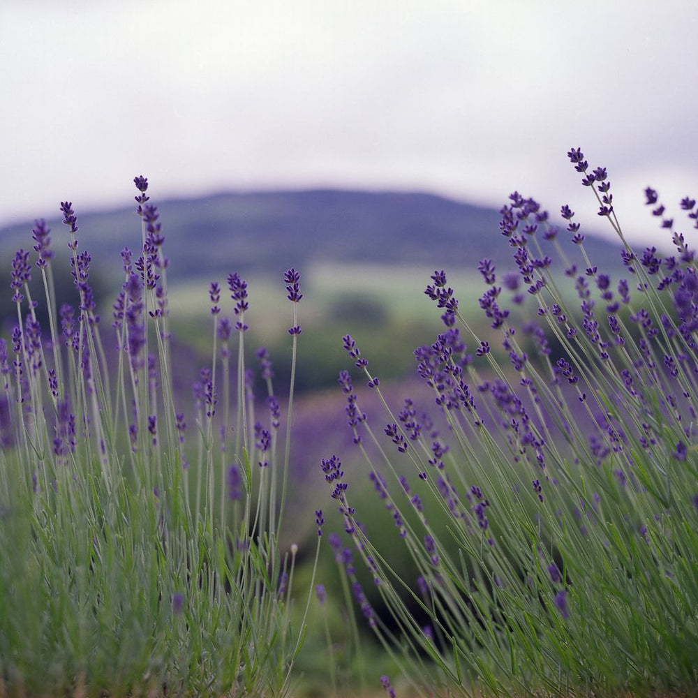 Red Oak Lavender Farm & Shop
